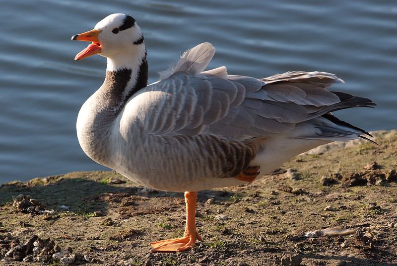 Birdorable Bar-headed Goose