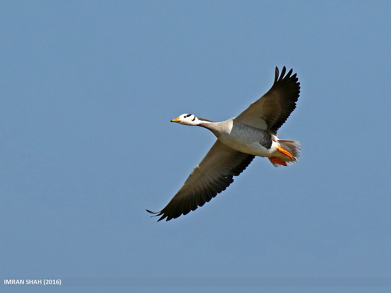 Birdorable Bar-headed Goose