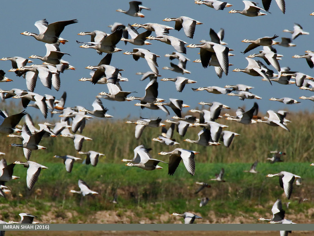 Birdorable Bar-headed Goose