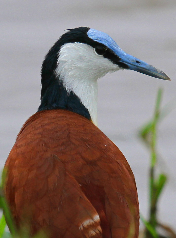 Cute Cartoon African Jacana
