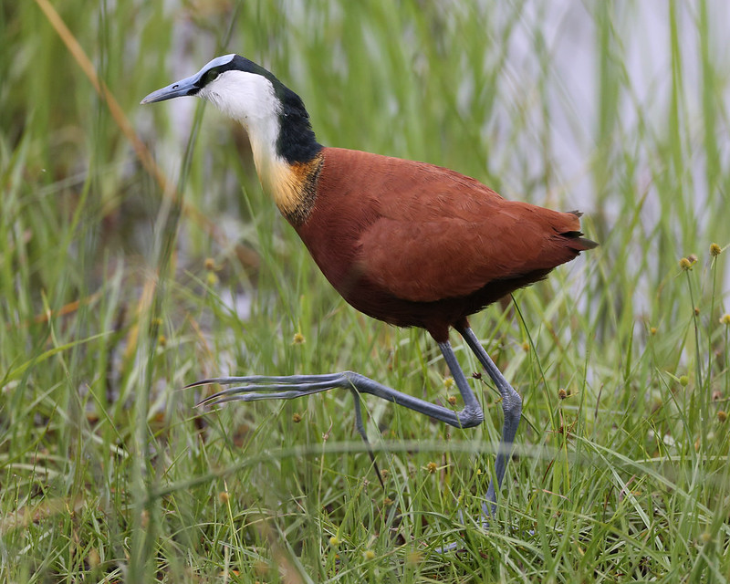 Cute Cartoon African Jacana