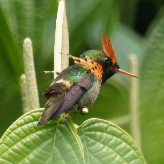 The Cute Birdorable Tufted Coquette