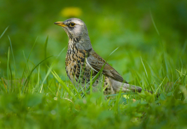 Meet the Fieldfare by Birdorable
