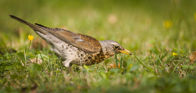 Meet the Fieldfare by Birdorable