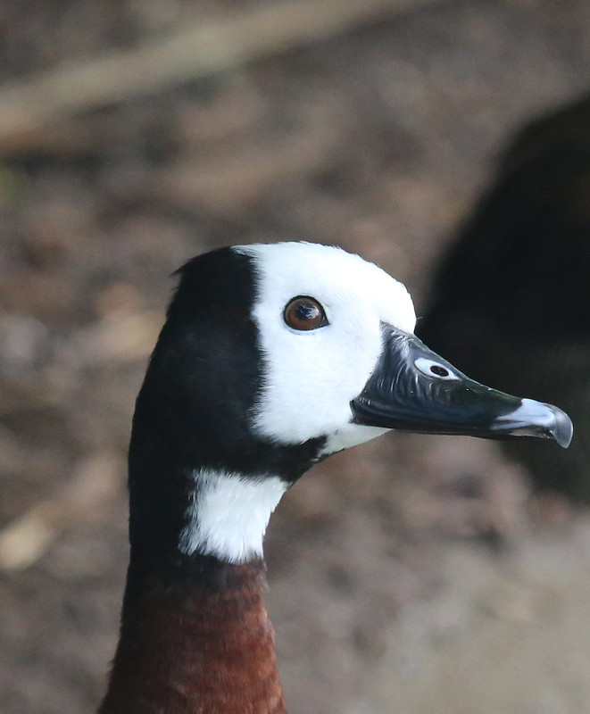 Meet the White-faced Whistling-Duck by Birdorable