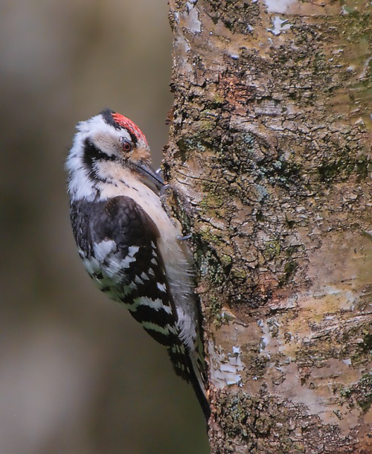 Cute Birdorable Lesser Spotted Woodpecker