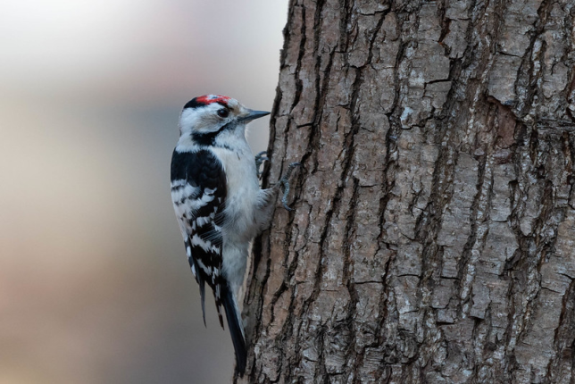Cute Birdorable Lesser Spotted Woodpecker