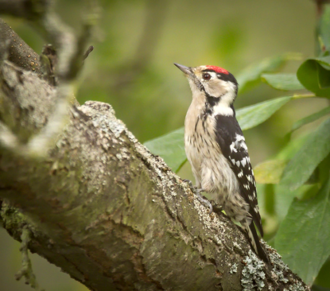 Cute Birdorable Lesser Spotted Woodpecker