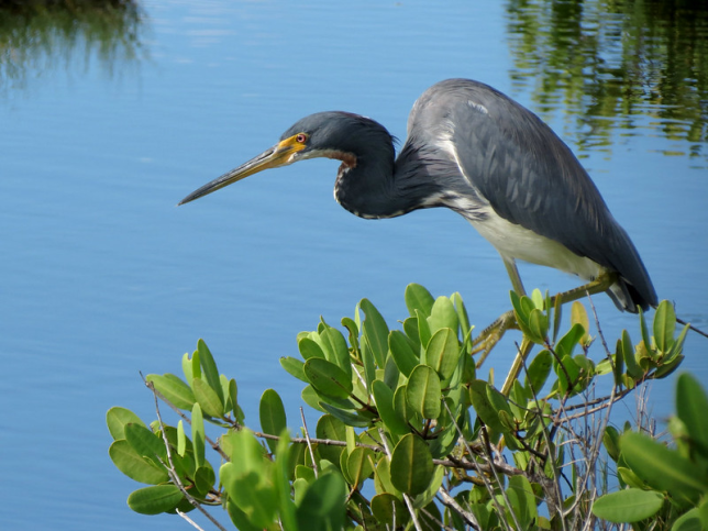 Learn About the Colorful Tricolored Heron | Birdorable Birds