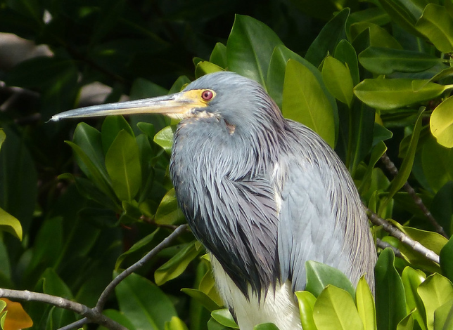 Learn About the Colorful Tricolored Heron | Birdorable Birds