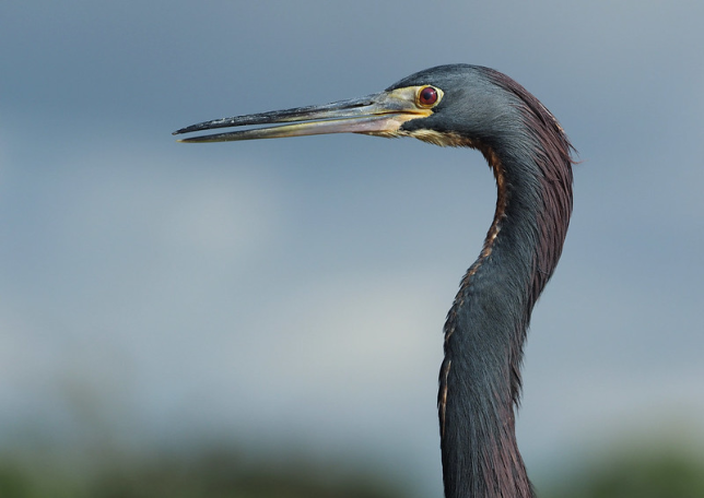 Learn About the Colorful Tricolored Heron | Birdorable Birds