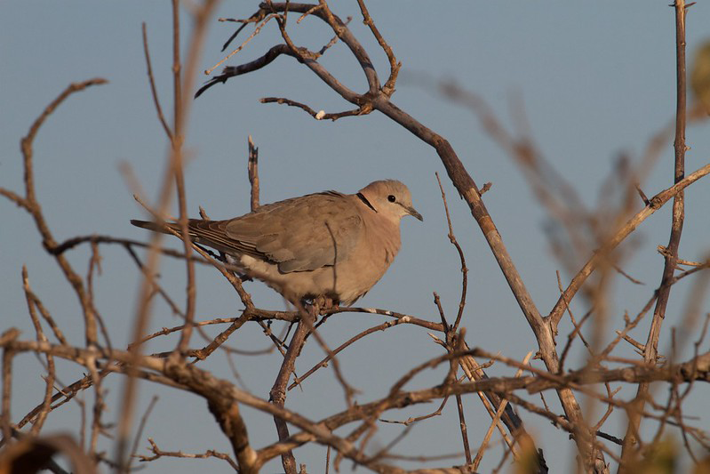 Meet the Cute Cartoon Birdorable Ring-necked Dove!