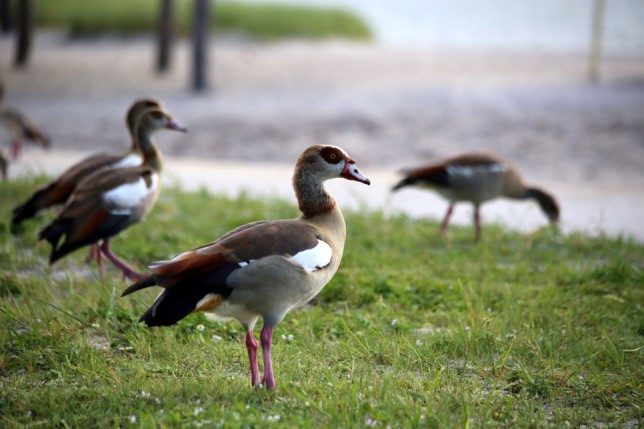 Birdorable Egyptian Goose