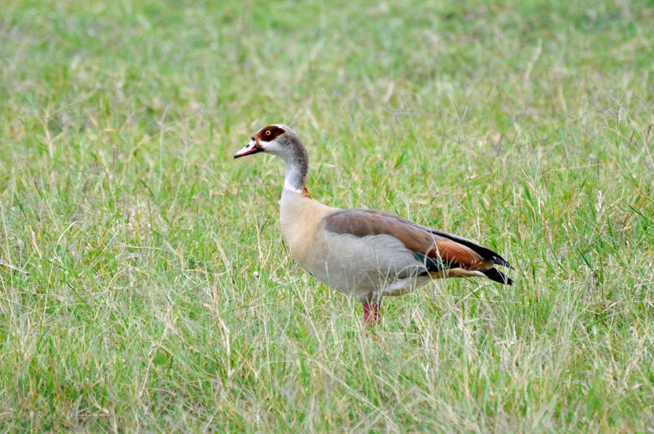 Birdorable Egyptian Goose
