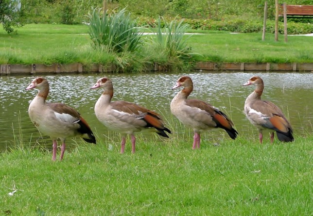 Birdorable Egyptian Goose
