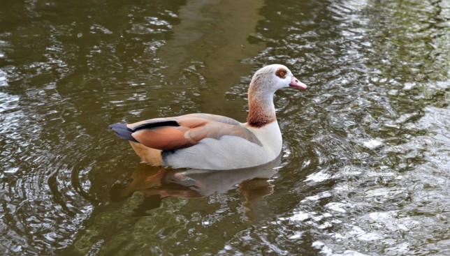 Birdorable Egyptian Goose