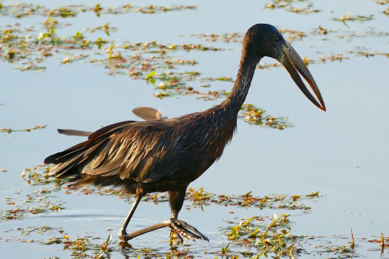 The Birdorable African Openbill Stork | Cute Cartoon Bird