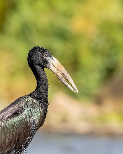 The Birdorable African Openbill Stork | Cute Cartoon Bird