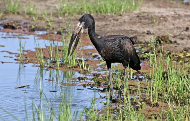 The Birdorable African Openbill Stork | Cute Cartoon Bird