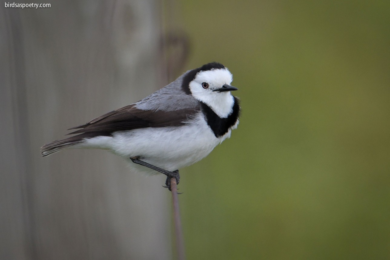 Birdorable White-fronted Chat | Cute Cartoon | Bird Facts