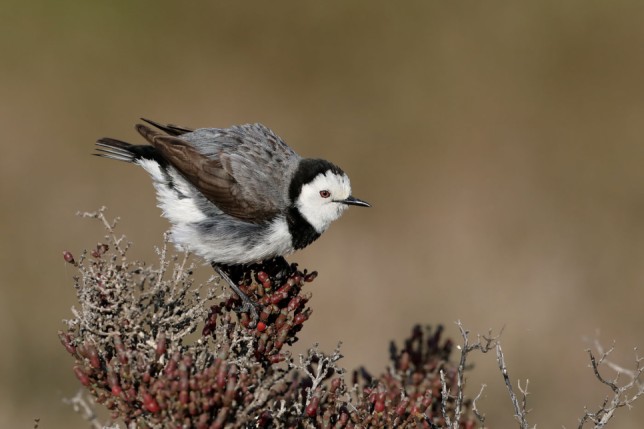 Birdorable White-fronted Chat | Cute Cartoon | Bird Facts