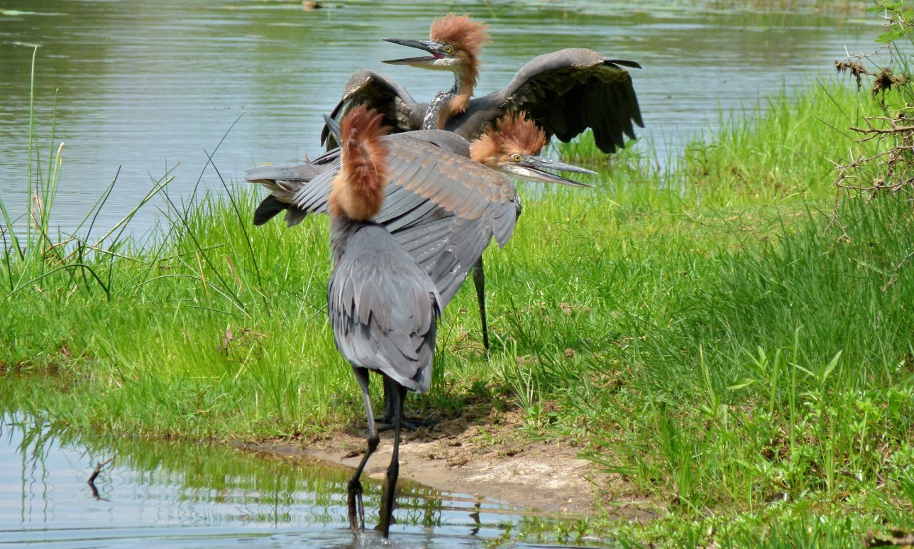 Meet the Mighty Goliath Heron of Africa | Birdorable Birds