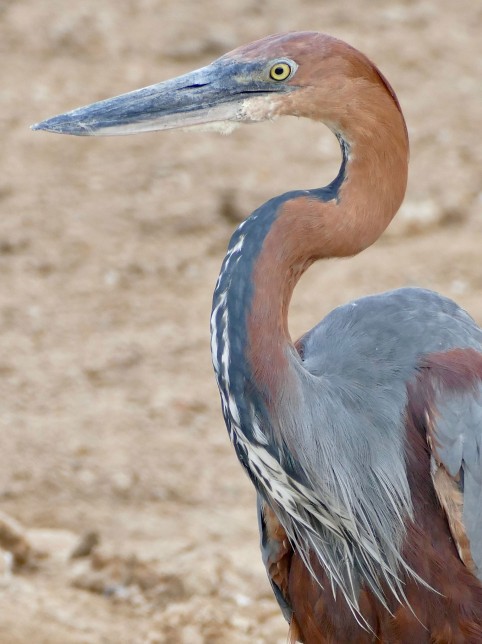 Meet the Mighty Goliath Heron of Africa | Birdorable Birds