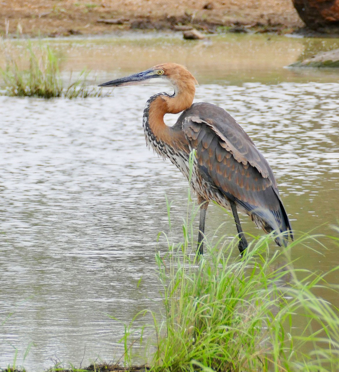 Meet the Mighty Goliath Heron of Africa | Birdorable Birds