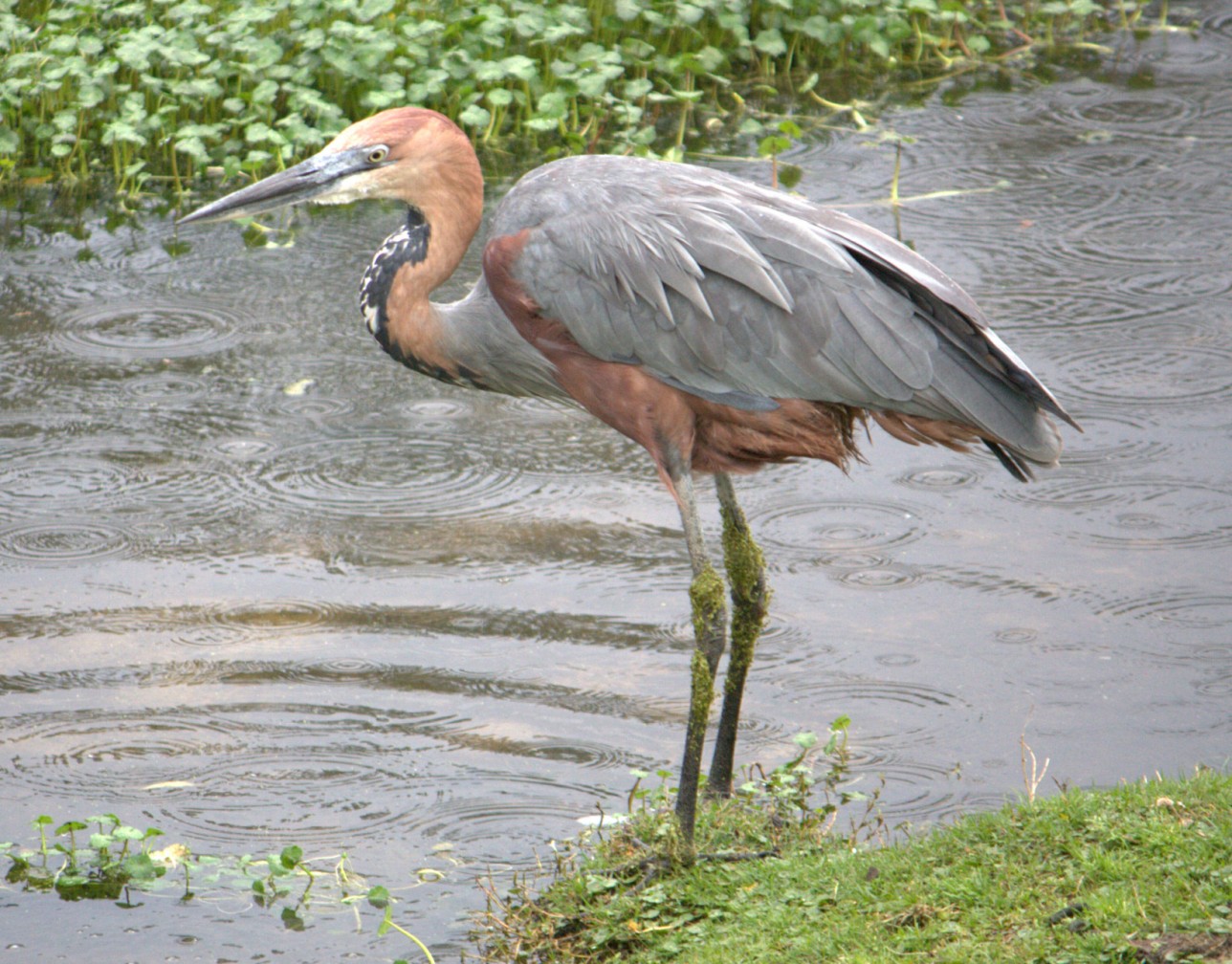 Meet the Mighty Goliath Heron of Africa | Birdorable Birds