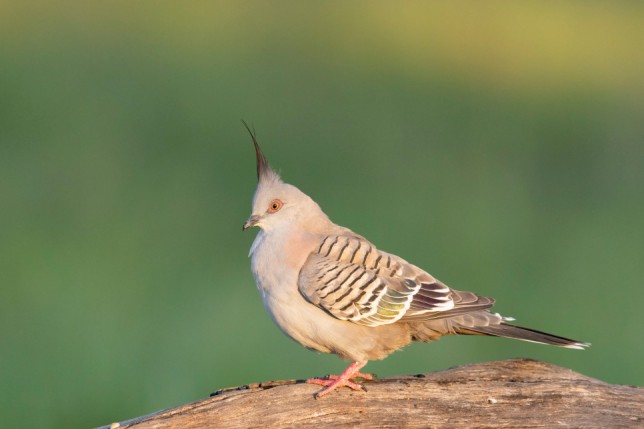 Birdorable's Cute Cartoon Crested Pigeon Bird Meet Page