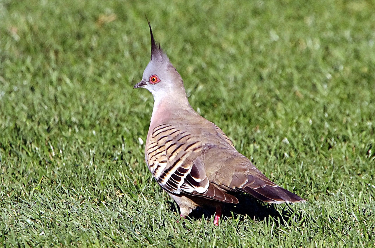 Birdorable's Cute Cartoon Crested Pigeon Bird Meet Page
