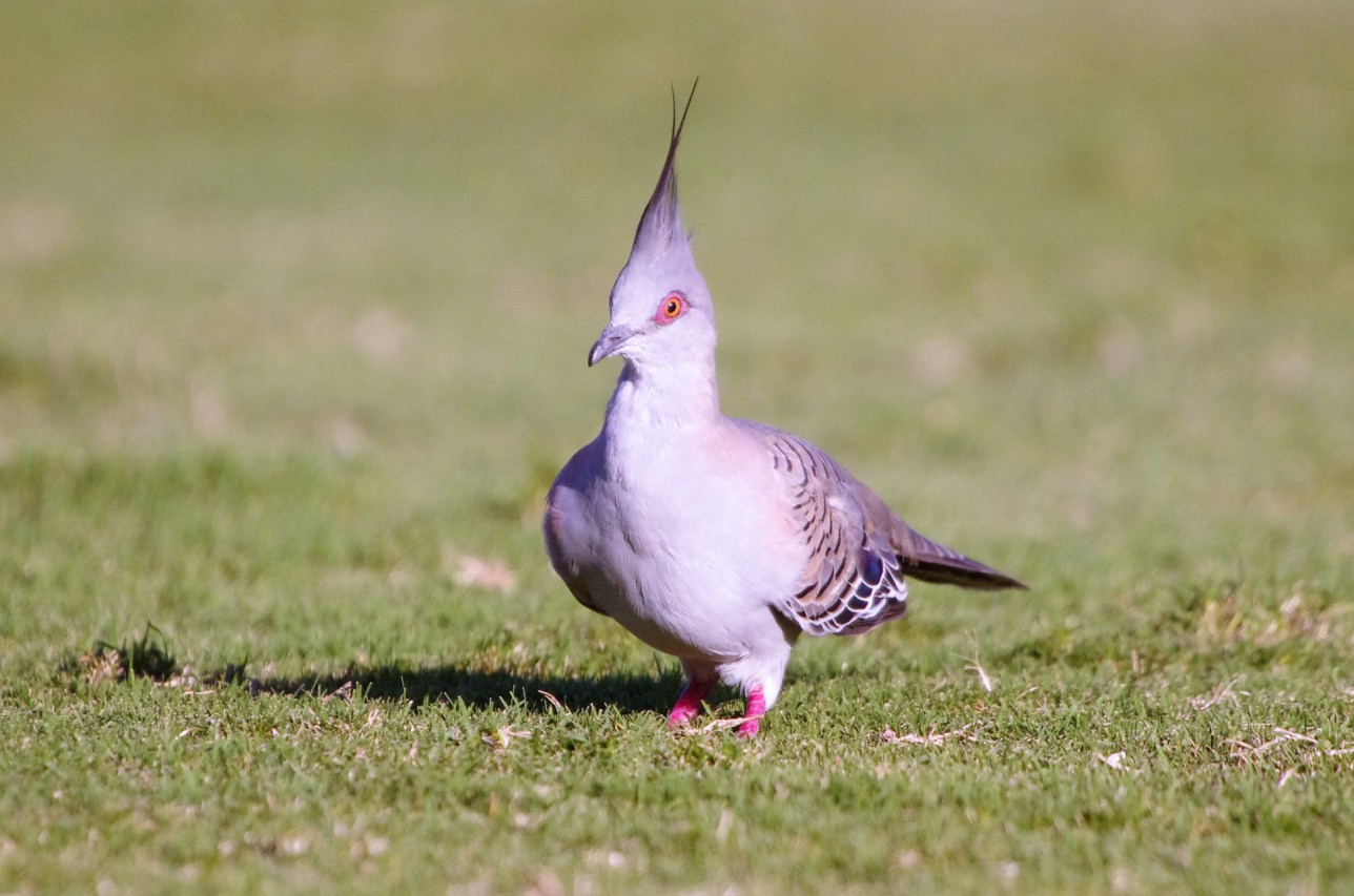 Birdorable's Cute Cartoon Crested Pigeon Bird Meet Page