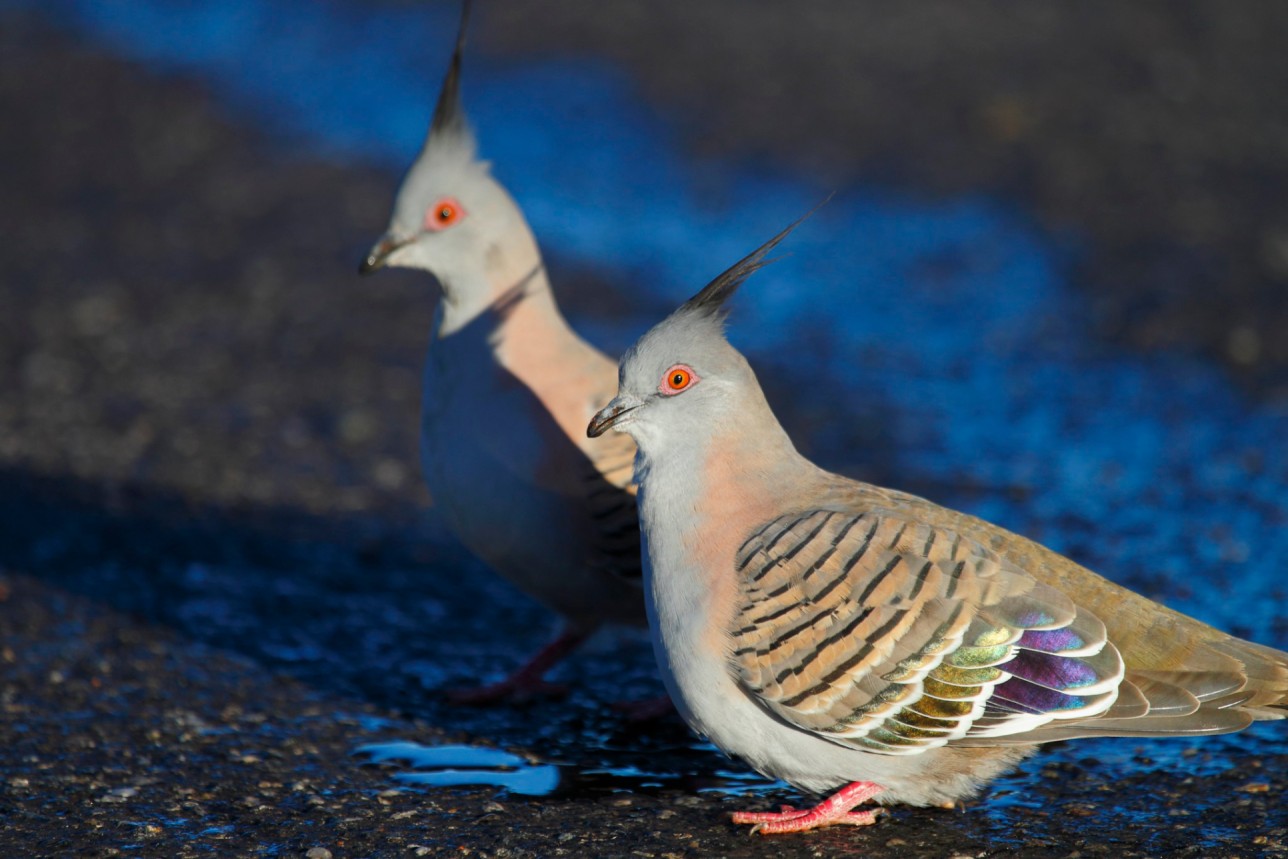 Birdorable's Cute Cartoon Crested Pigeon Bird Meet Page