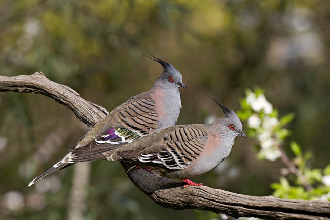 Birdorable's Cute Cartoon Crested Pigeon Bird Meet Page