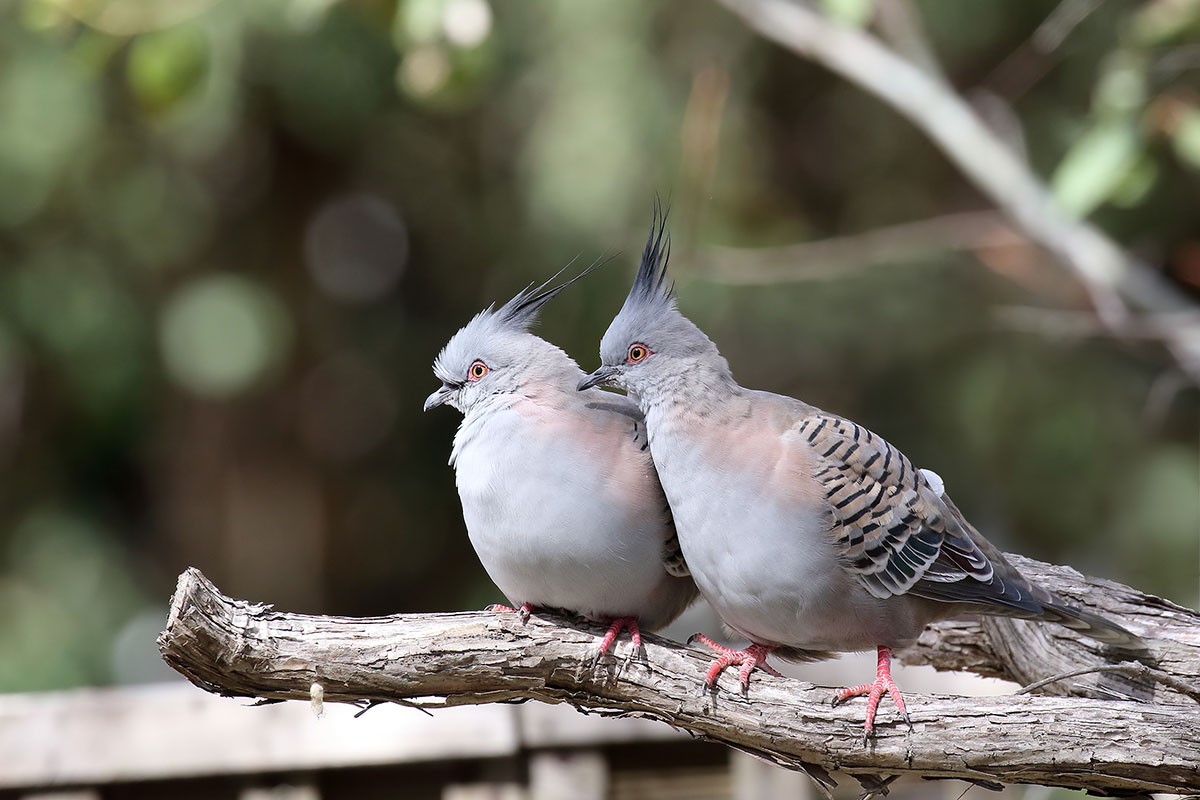 Birdorable's Cute Cartoon Crested Pigeon Bird Meet Page