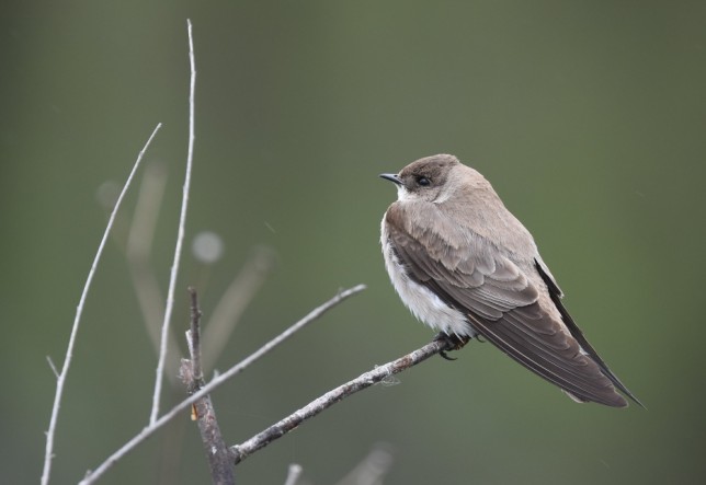 Birdorabl Northern Rough-winged Swallow Meet Page