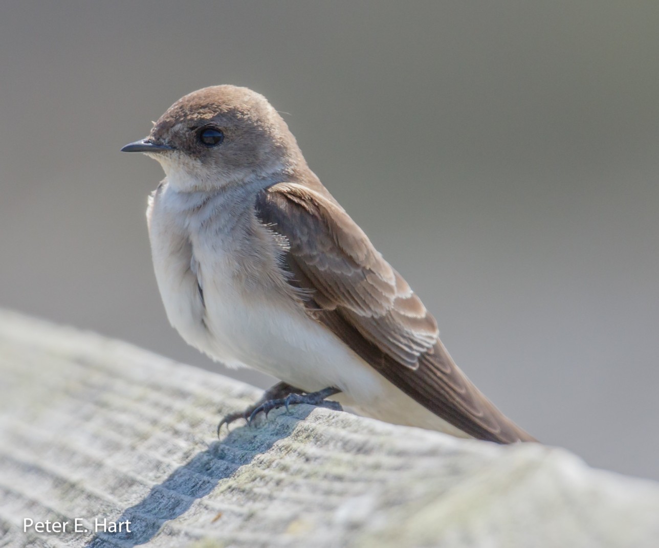Birdorabl Northern Rough-winged Swallow Meet Page