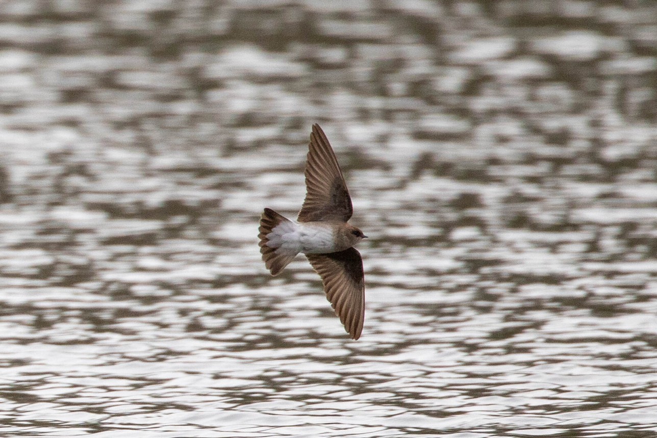 Birdorabl Northern Rough-winged Swallow Meet Page