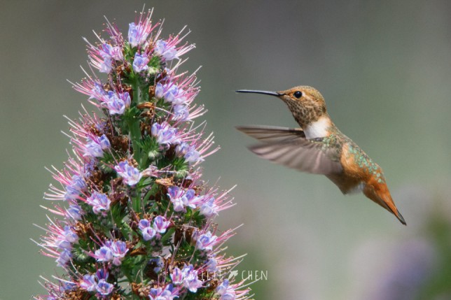 Meet the Vibrant Allen's Hummingbird - A California Jewel