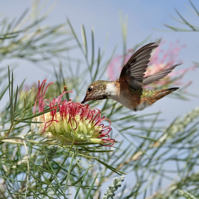 Meet the Vibrant Allen's Hummingbird - A California Jewel