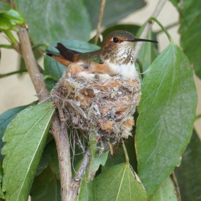 Meet the Vibrant Allen's Hummingbird - A California Jewel