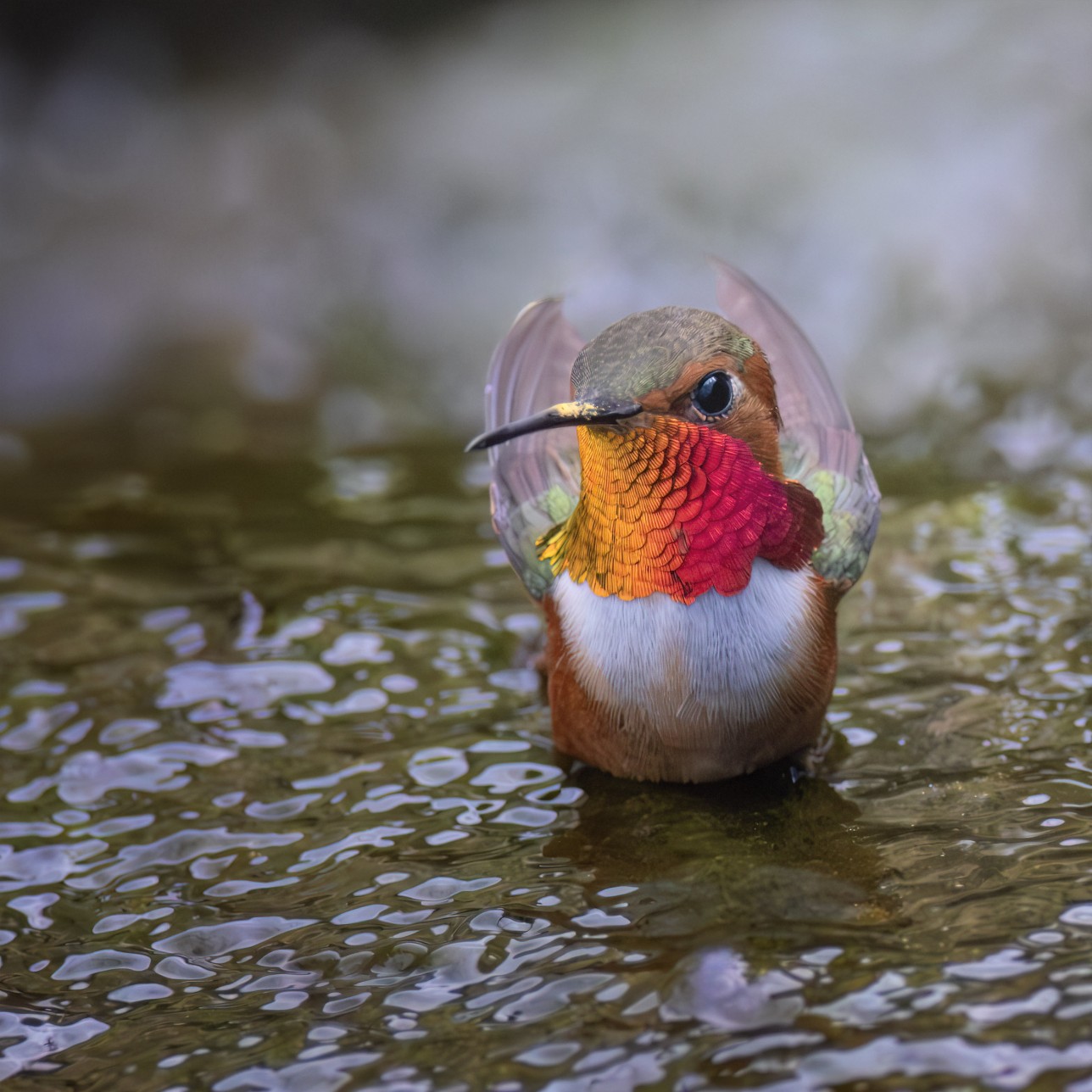 Meet the Vibrant Allen's Hummingbird - A California Jewel