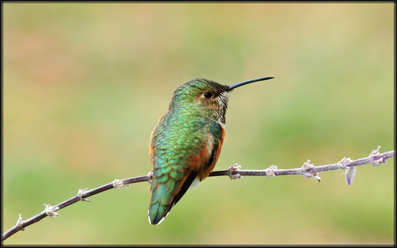 Meet the Vibrant Allen's Hummingbird - A California Jewel