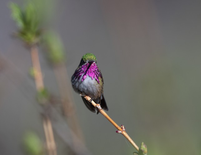 Calliope Hummingbird: North America's Smallest Bird | Birdorable
