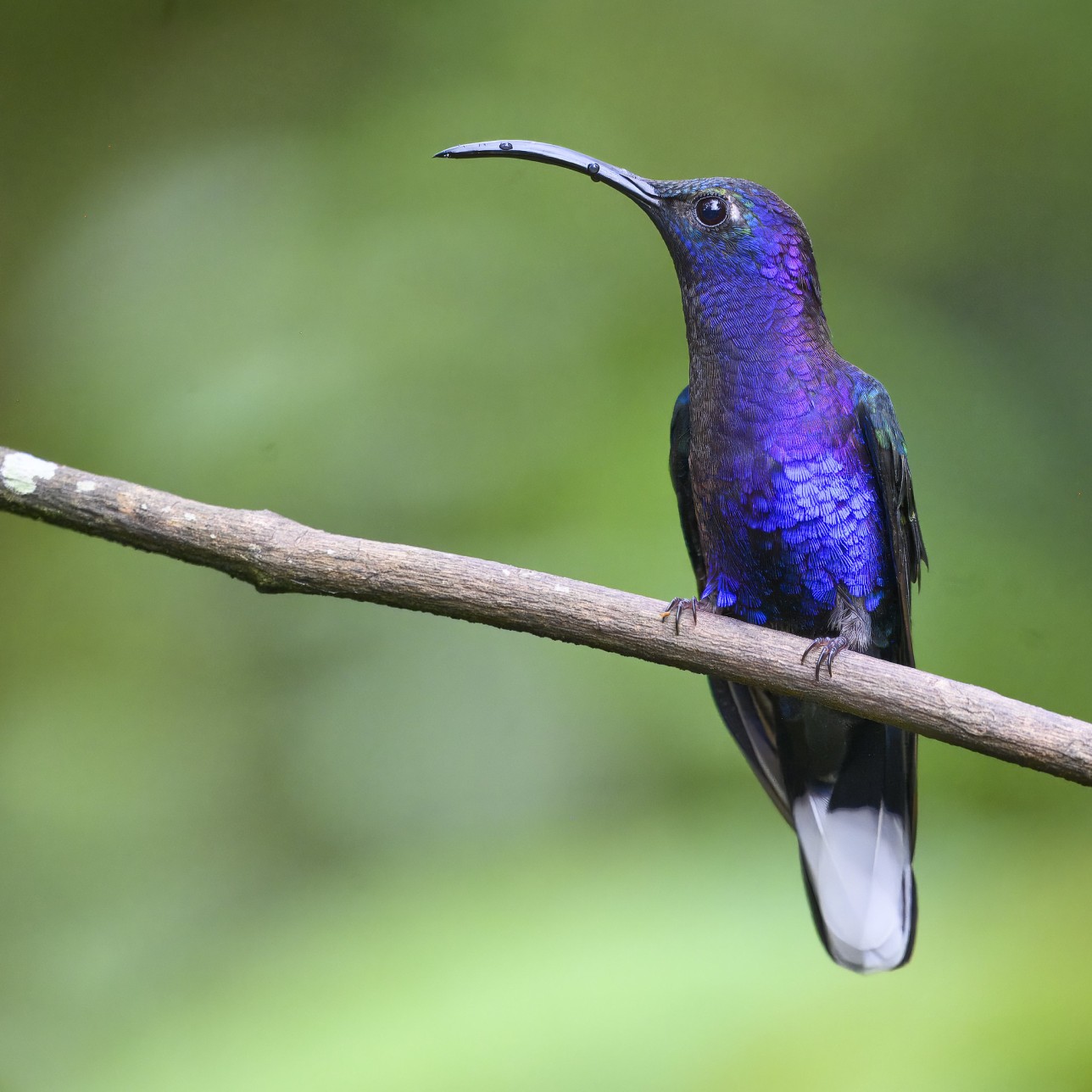 Meet the Stunning Violet Sabrewing Hummingbird | Birdorable