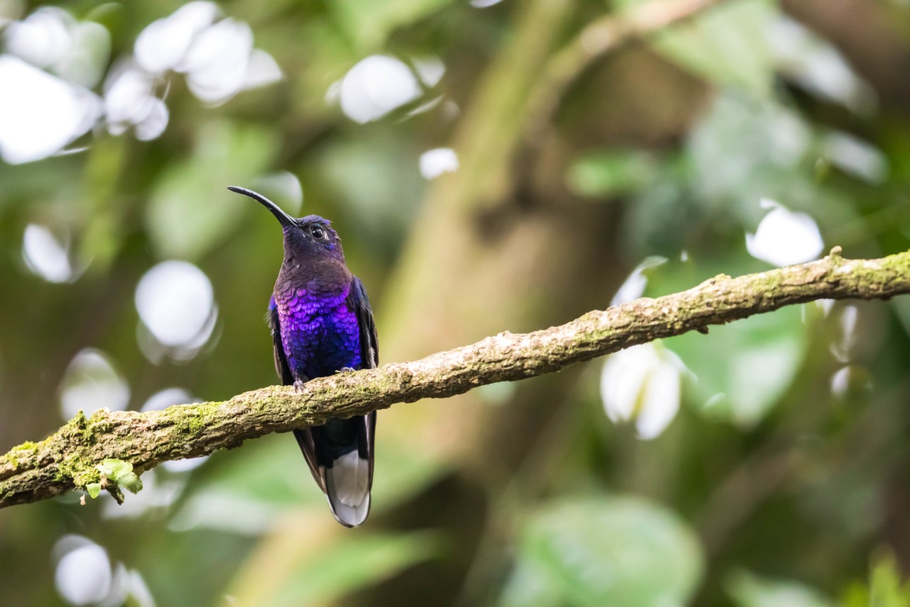 Meet the Stunning Violet Sabrewing Hummingbird | Birdorable