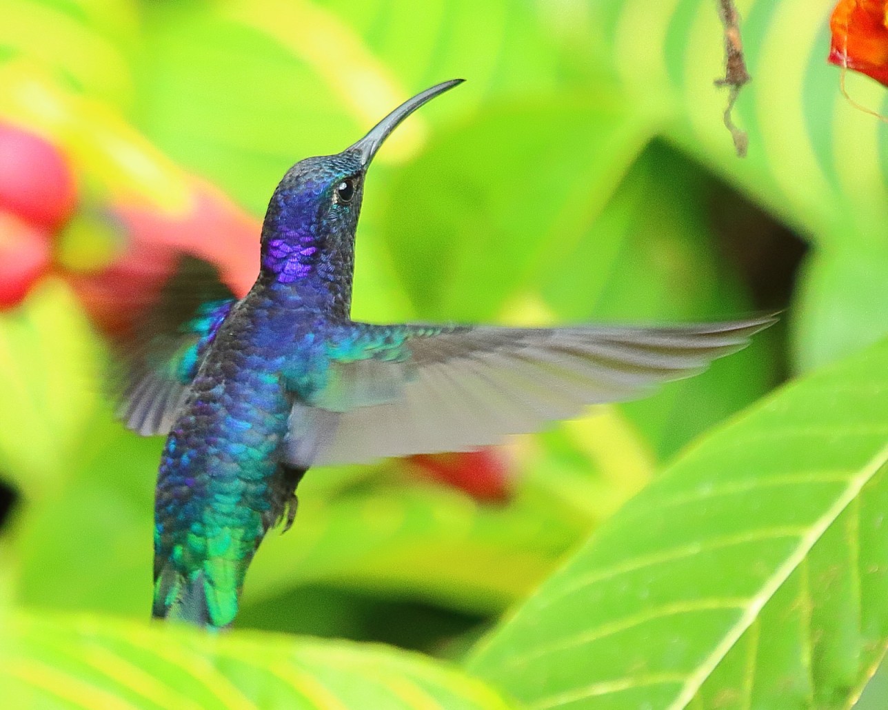 Meet the Stunning Violet Sabrewing Hummingbird | Birdorable
