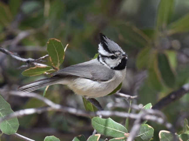 Bridled Titmouse - A Tiny Charmer of Oak Forests