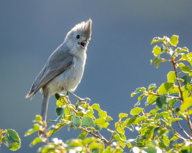 Oak Titmouse - The Crest of the Oaks | Birdorable Birds