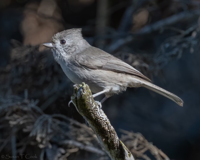 Oak Titmouse - The Crest of the Oaks | Birdorable Birds